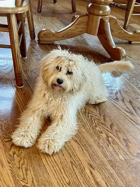 AUSTRALIAN LABRADOODLES - COLORS AND PATTERNS — DOODLES OF OZ