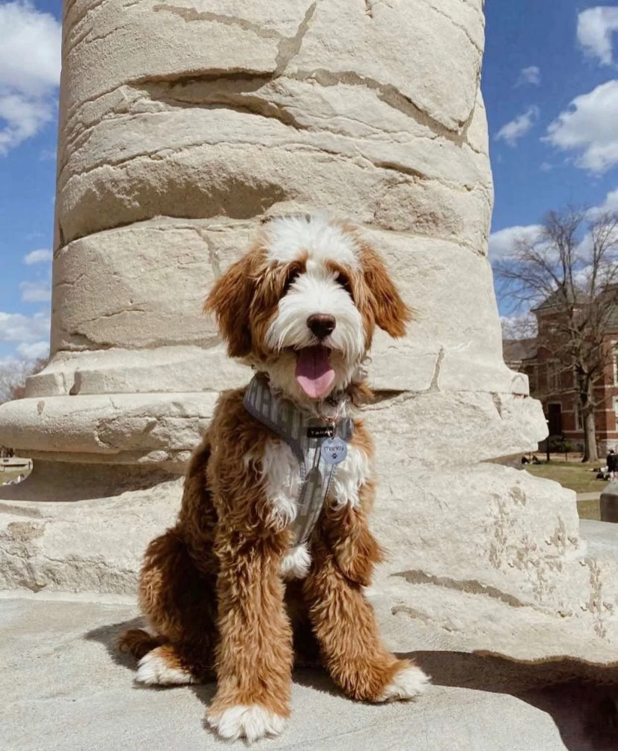 What Is A Guardian Home? - DOODLES OF OZ