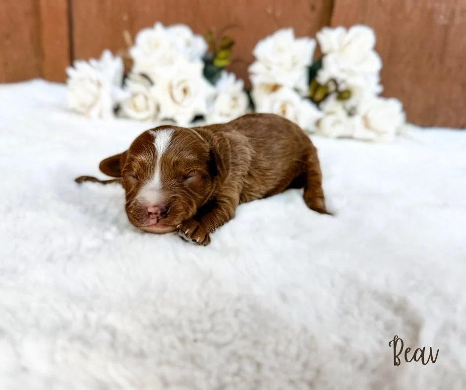 Cavapoos and Australian Cavoodles for Sale - DOODLES OF OZ