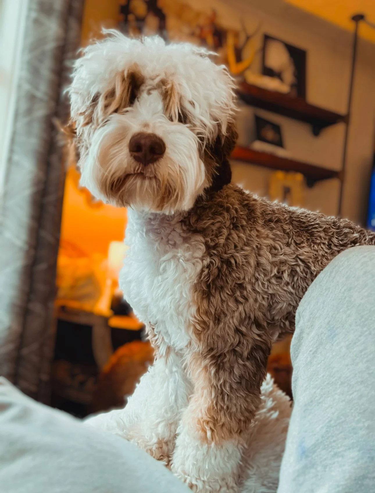 Saint - Australian Labradoodle Stud - DOODLES OF OZ