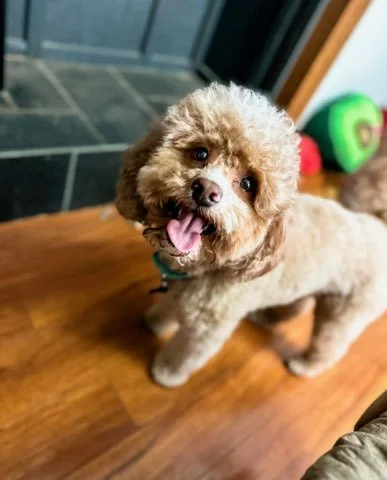 Australian Cavoodle vs Cavapoo? — DOODLES OF OZ