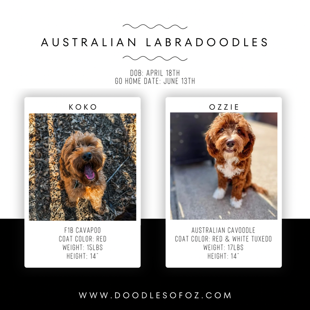 Cavapoos and Australian Cavoodles for Sale - DOODLES OF OZ