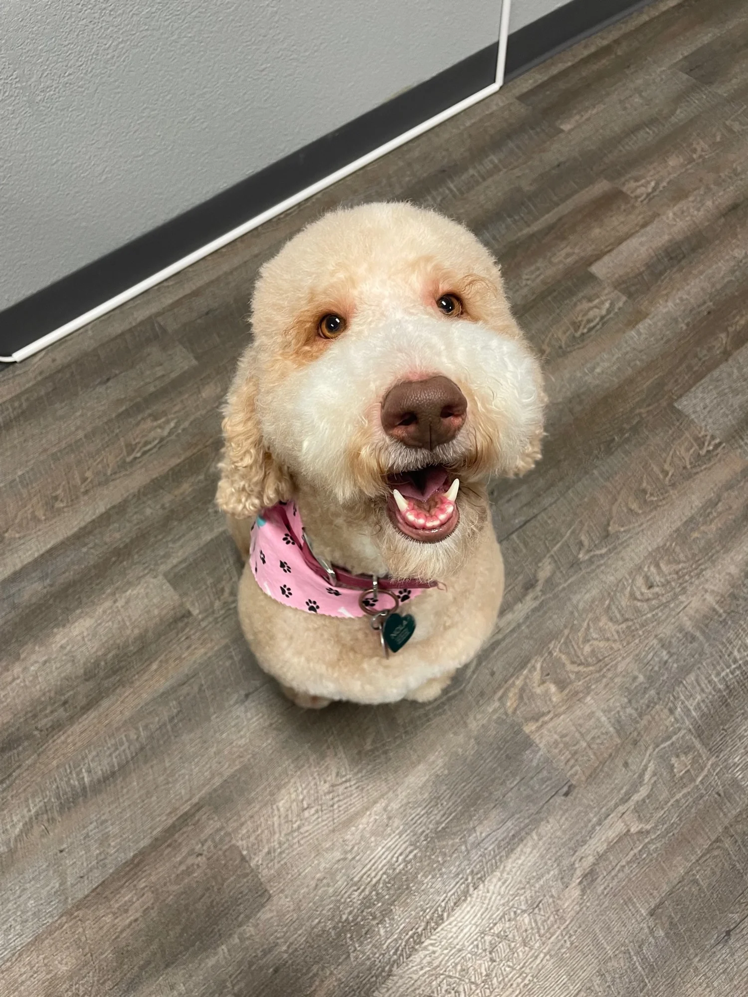 About Australian Labradoodles - DOODLES OF OZ