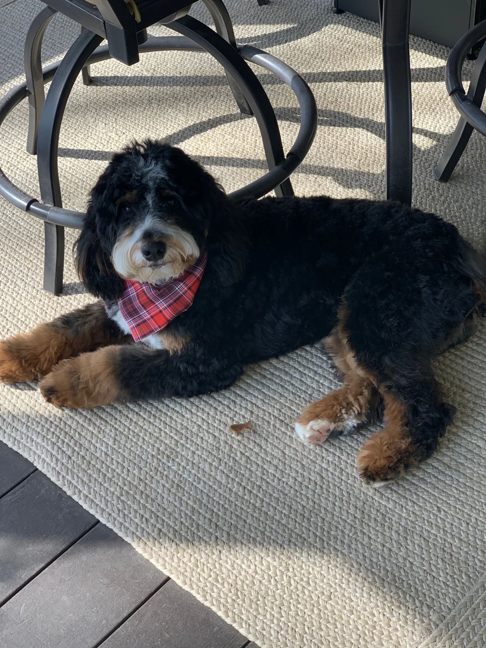 Bowie - Mini Multigen Bernedoodle Stud - DOODLES OF OZ