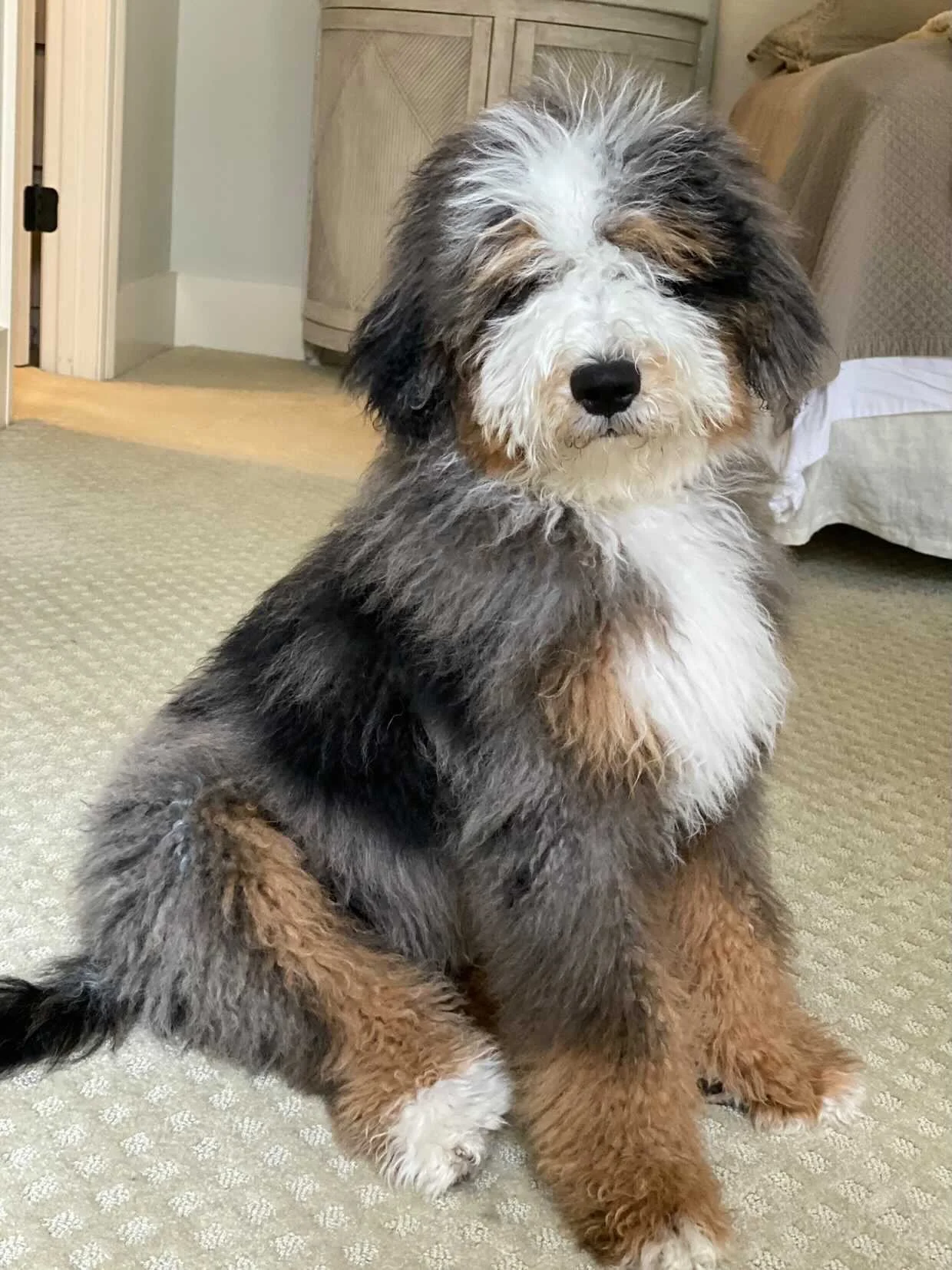 About Bernedoodles - DOODLES OF OZ