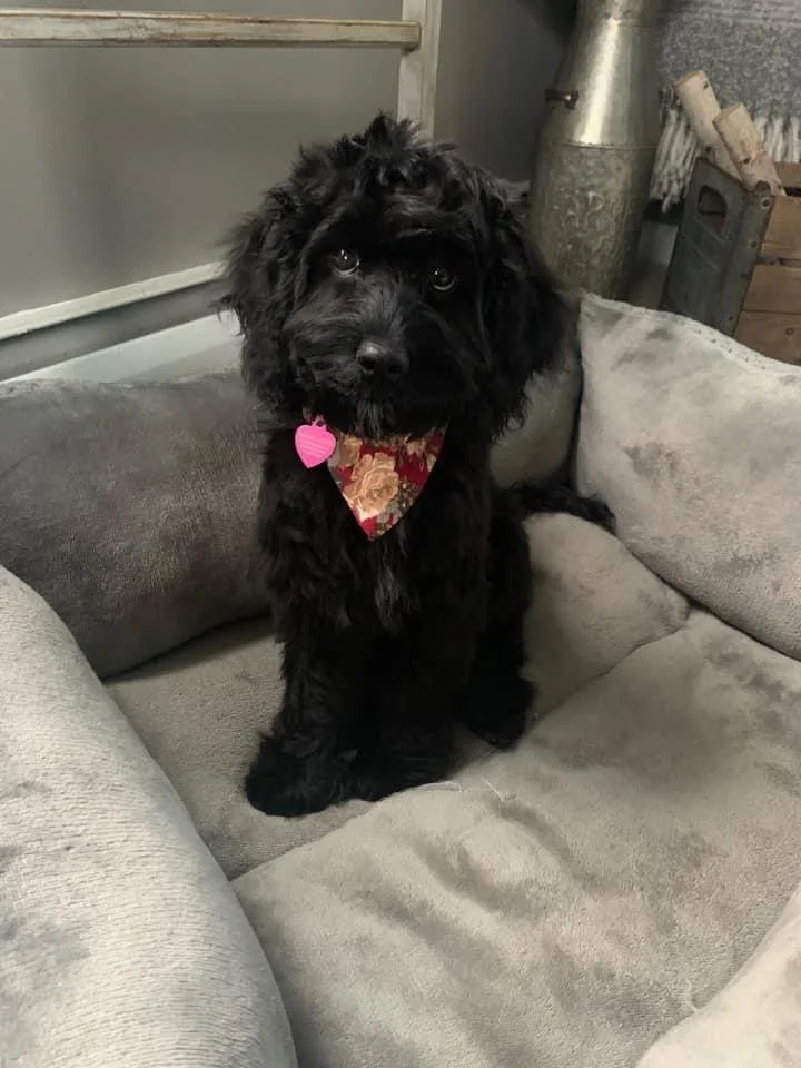 Black Australian Labradoodles