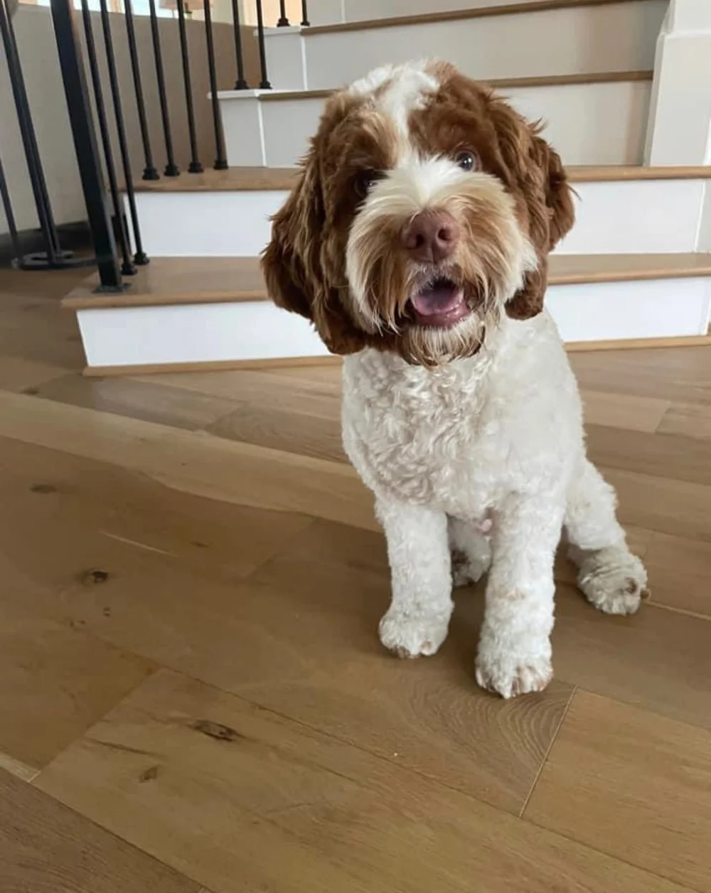 WHAT ARE THE MOST POPULAR DOODLE BREEDS? — DOODLES OF OZ