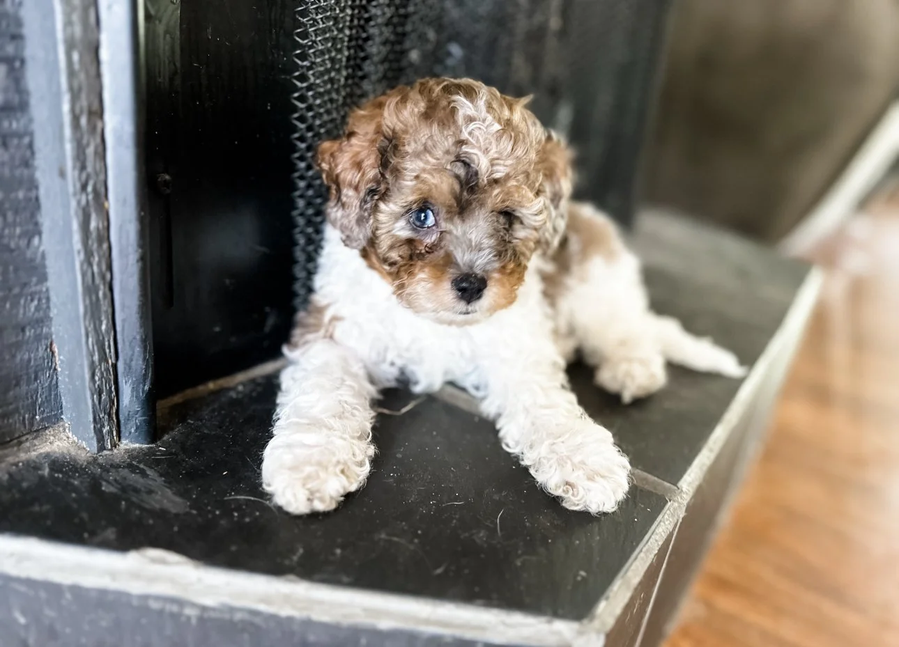 About Australian Cavoodles - DOODLES OF OZ