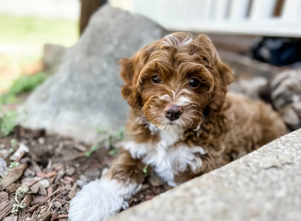 About Australian Cavoodles - DOODLES OF OZ