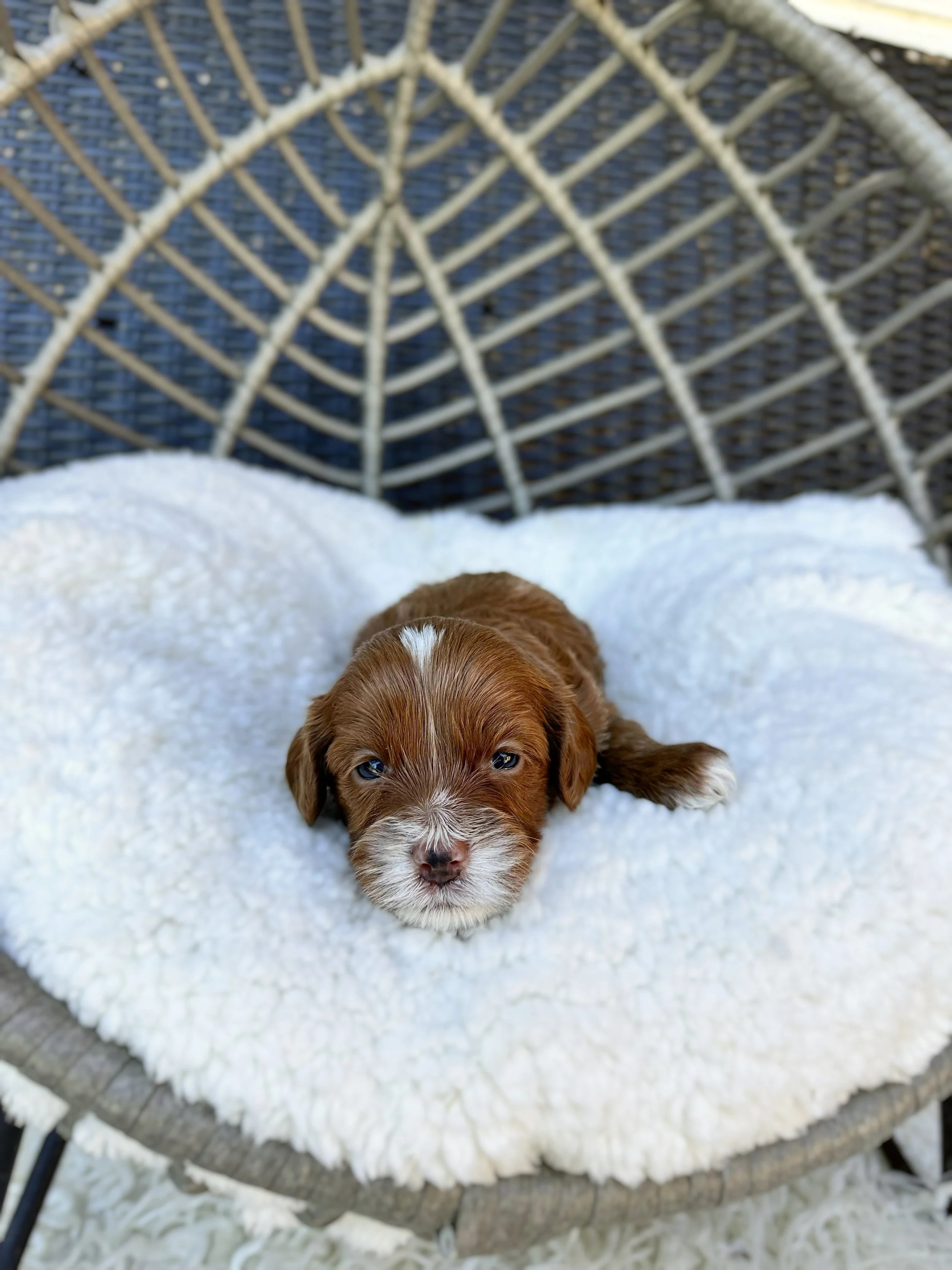 Cavapoos and Australian Cavoodles for Sale - DOODLES OF OZ