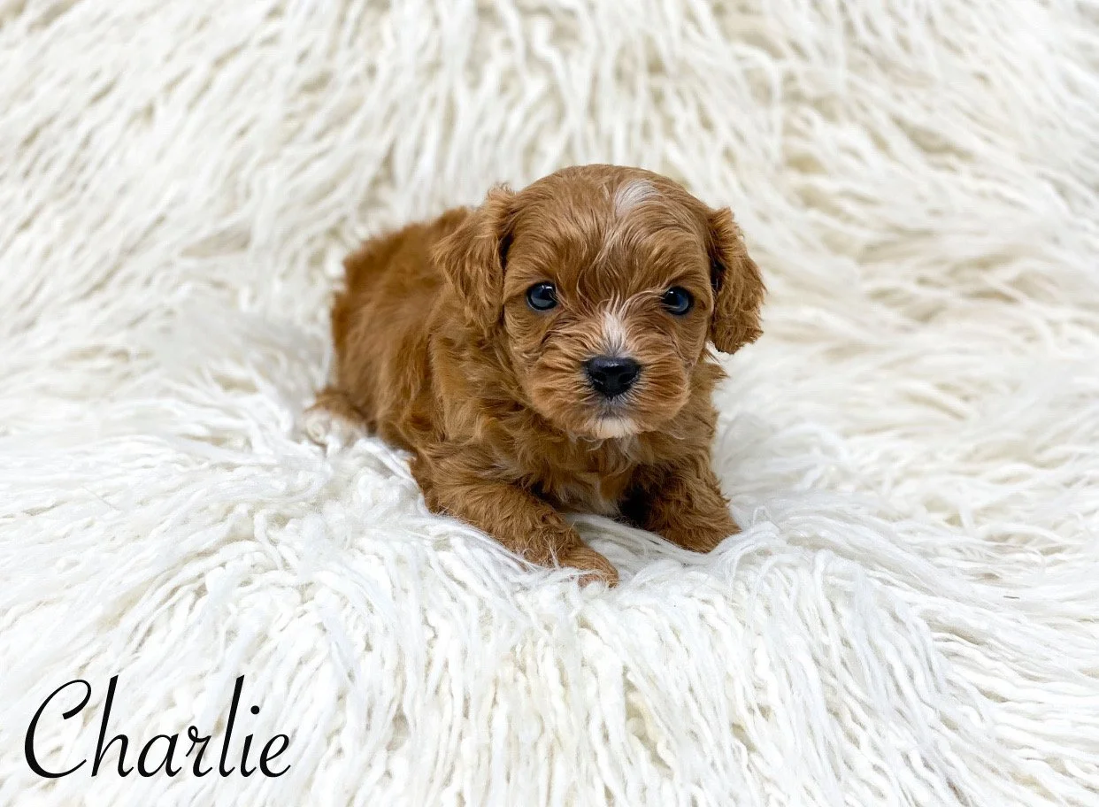 What You Need to Know About Cavoodles — DOODLES OF OZ