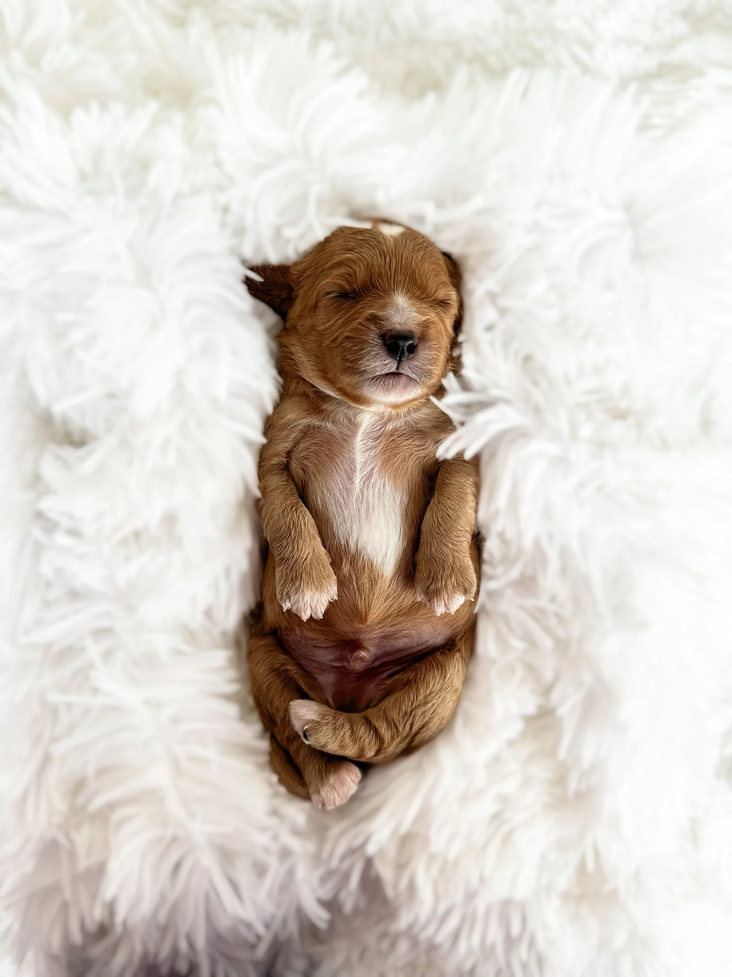 Cavapoos and Australian Cavoodles for Sale - DOODLES OF OZ