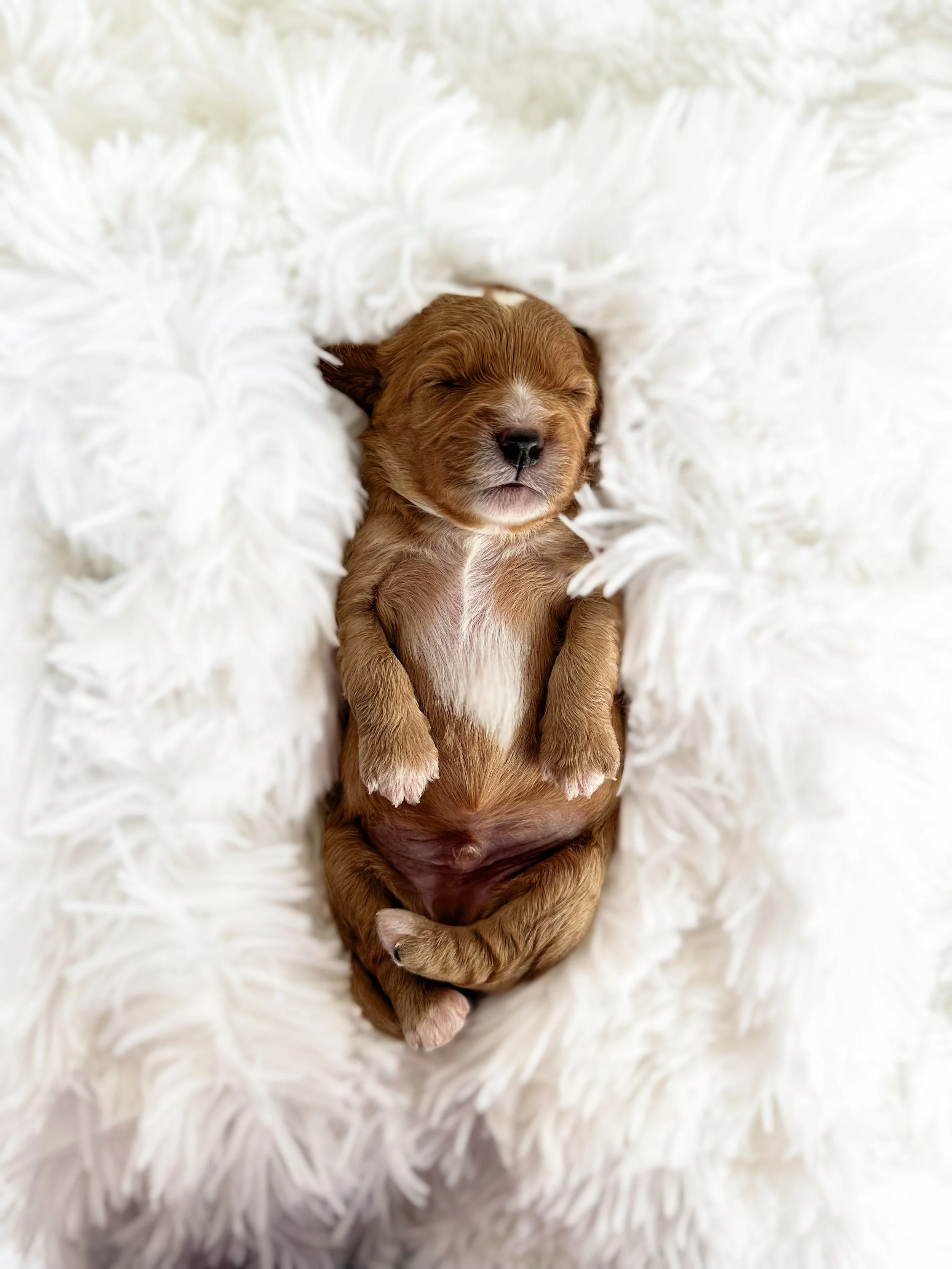 Cavapoos and Australian Cavoodles for Sale - DOODLES OF OZ