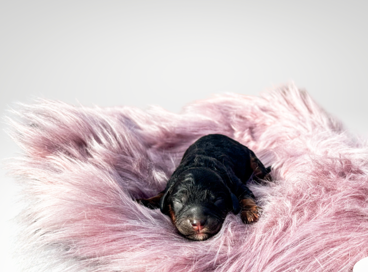 Cavapoos and Australian Cavoodles for Sale - DOODLES OF OZ