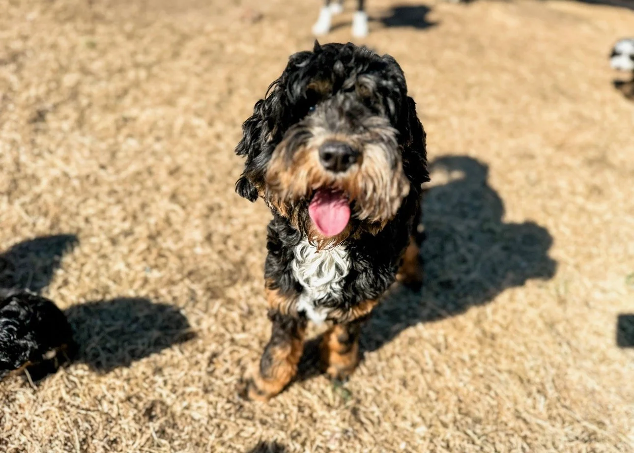 What is an Australian Bernedoodle? - DOODLES OF OZ