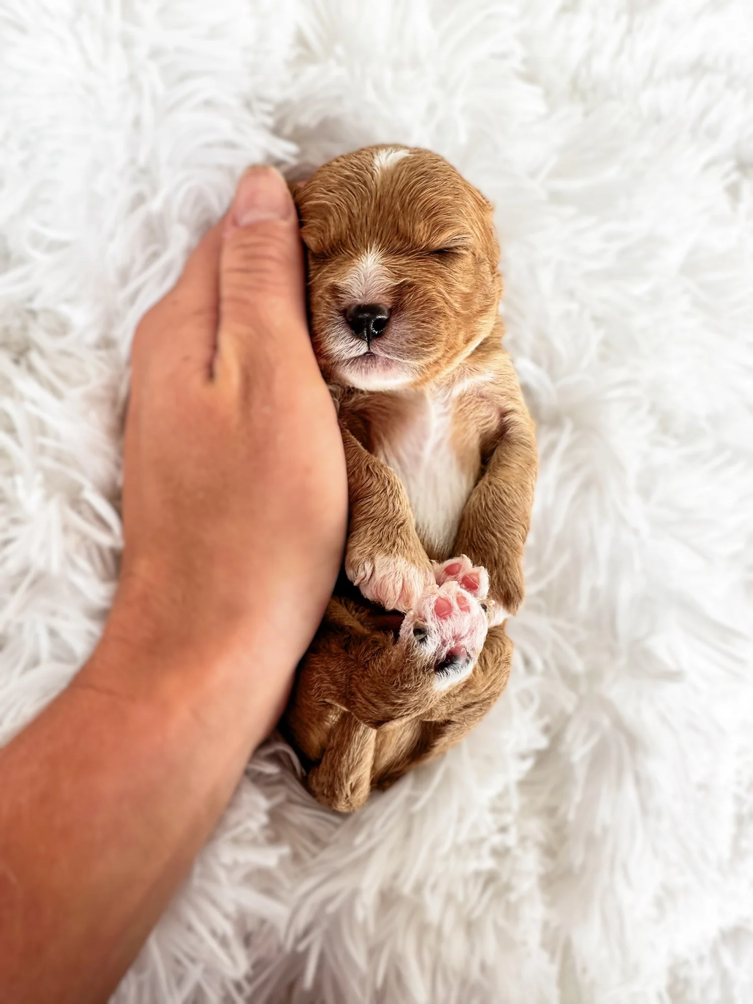 Cavapoos and Australian Cavoodles for Sale - DOODLES OF OZ