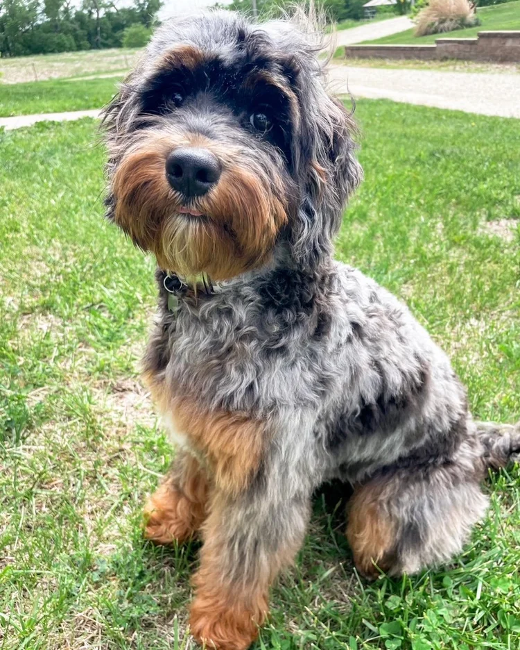 About Australian Labradoodles - DOODLES OF OZ