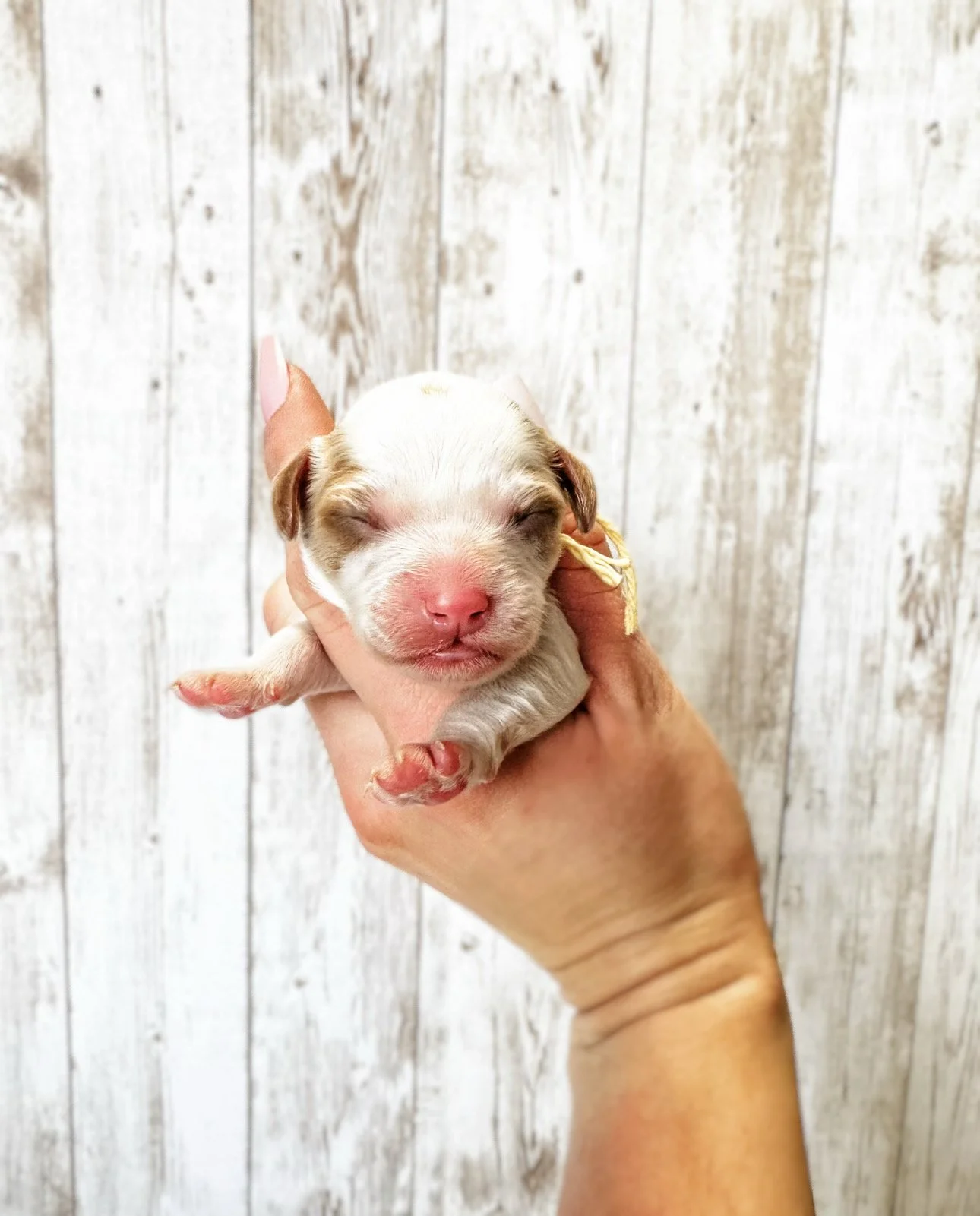 Cavapoos and Australian Cavoodles for Sale - DOODLES OF OZ