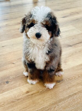 Bernedoodle Studs - DOODLES OF OZ