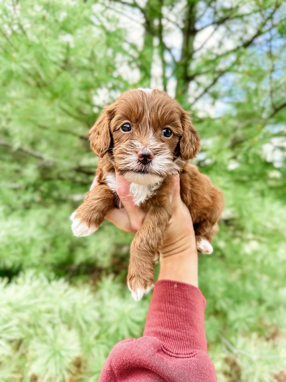 Cavapoos and Australian Cavoodles for Sale - DOODLES OF OZ