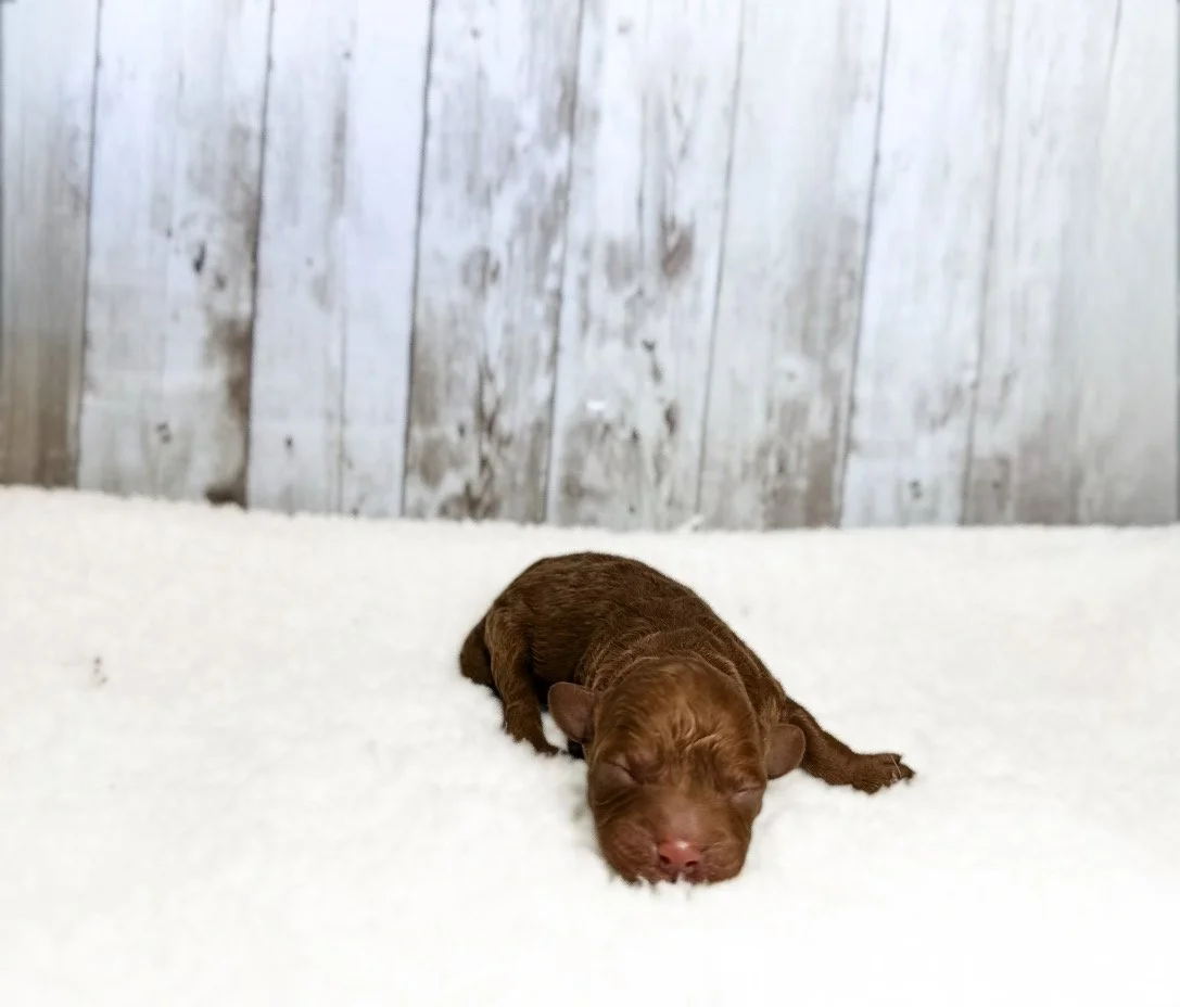 Cavapoos and Australian Cavoodles for Sale - DOODLES OF OZ