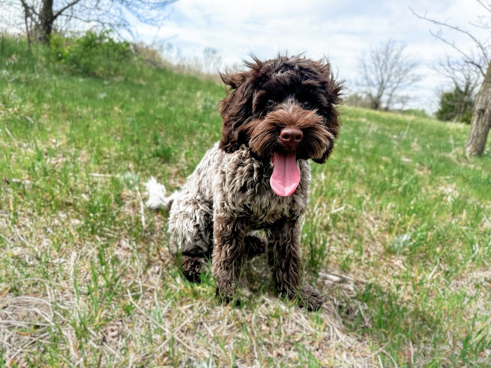 Our Ma's - DOODLES OF OZ