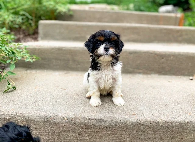 What's An Australian Cavoodle? - DOODLES OF OZ