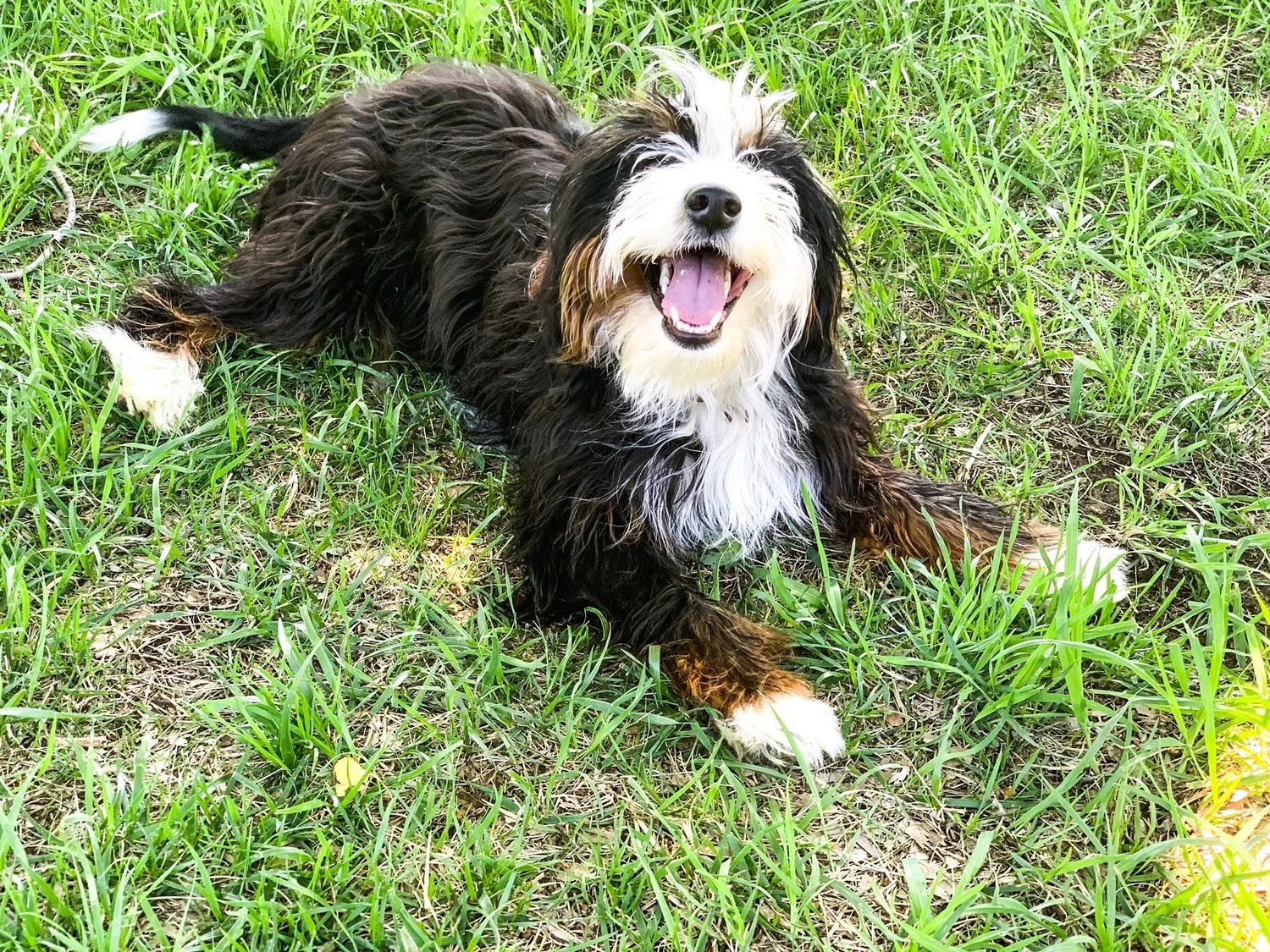 About Bernedoodles - DOODLES OF OZ