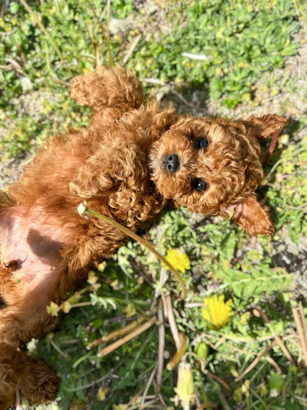 Cavapoo Breed Info - DOODLES OF OZ