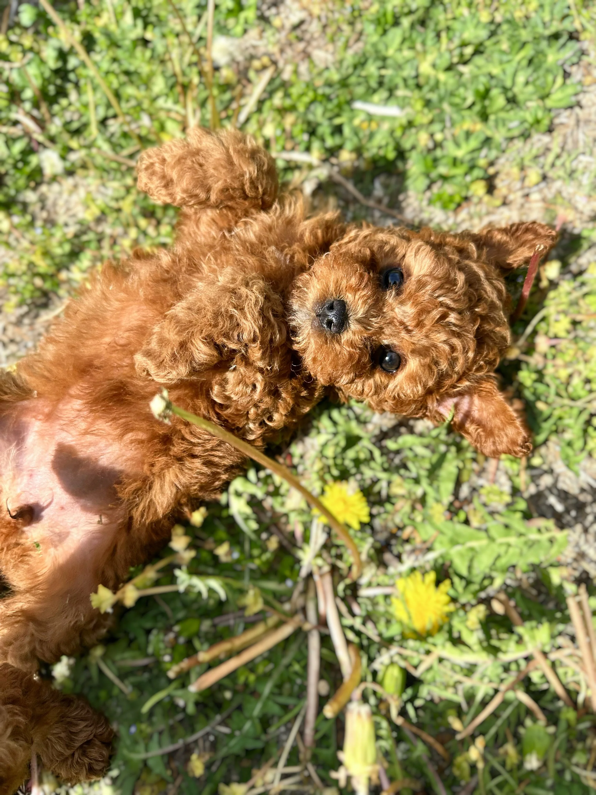 Cavapoo Breed Info - DOODLES OF OZ