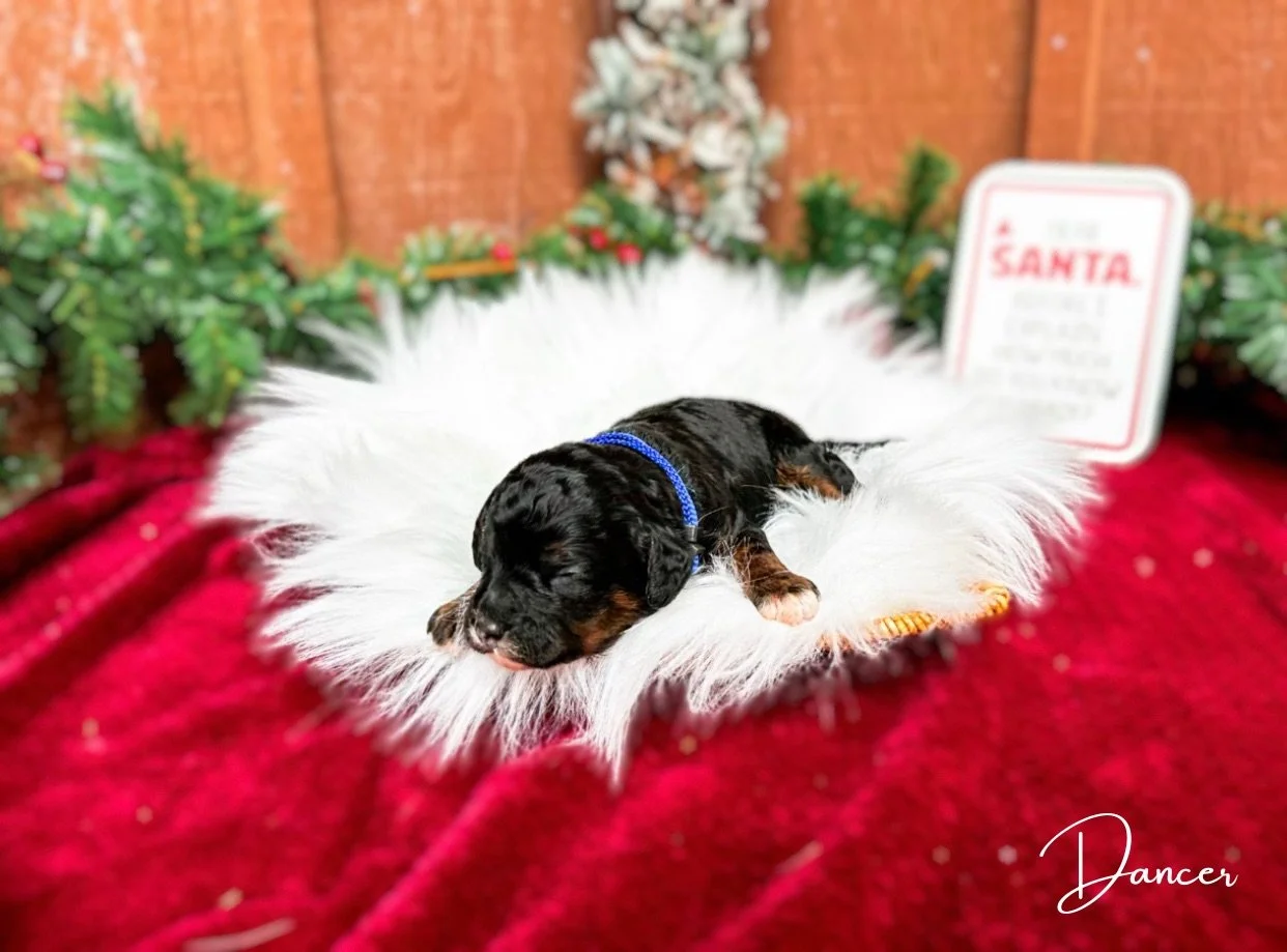 Cavapoos and Australian Cavoodles for Sale - DOODLES OF OZ