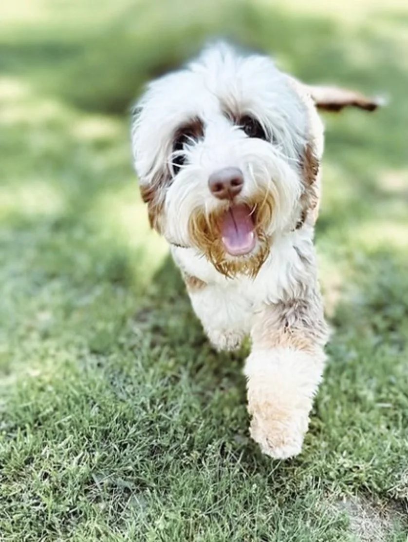 Saint - Australian Labradoodle Stud - DOODLES OF OZ