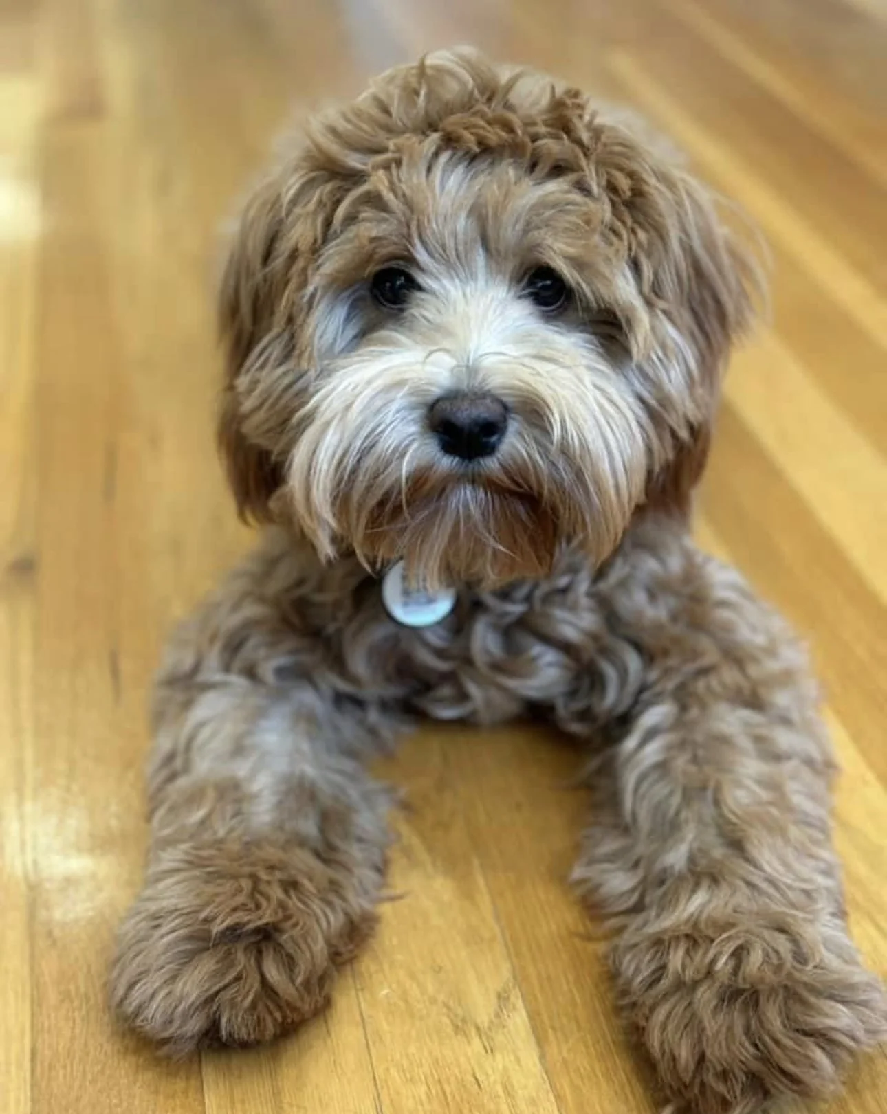About Australian Cavoodles - DOODLES OF OZ