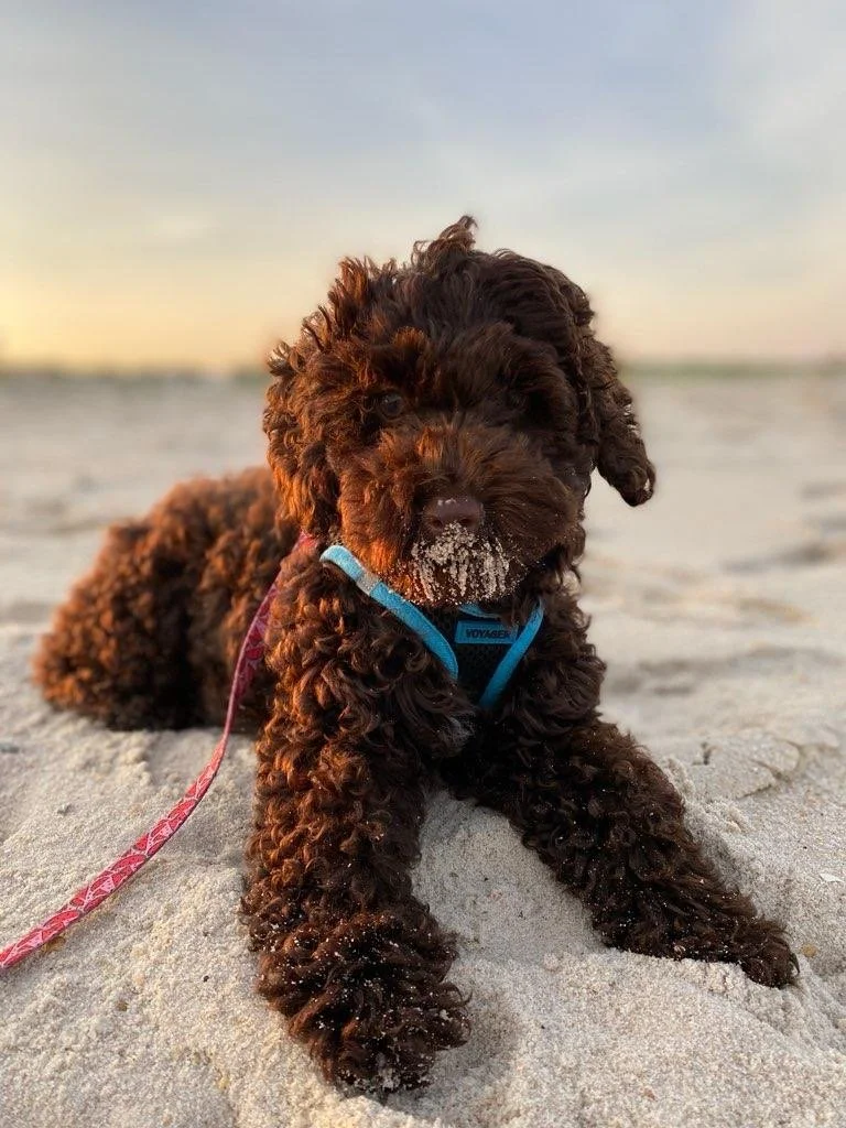 AUSTRALIAN LABRADOODLES - COLORS AND PATTERNS — DOODLES OF OZ
