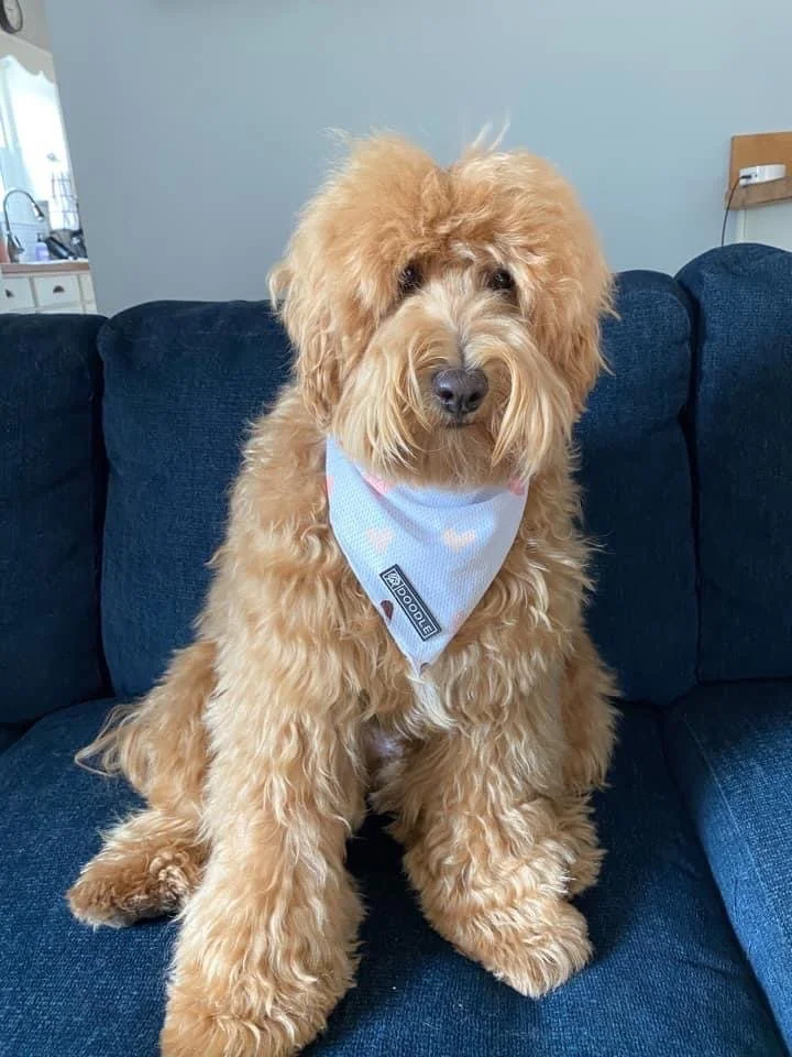 Apricot Mini Labradoodle