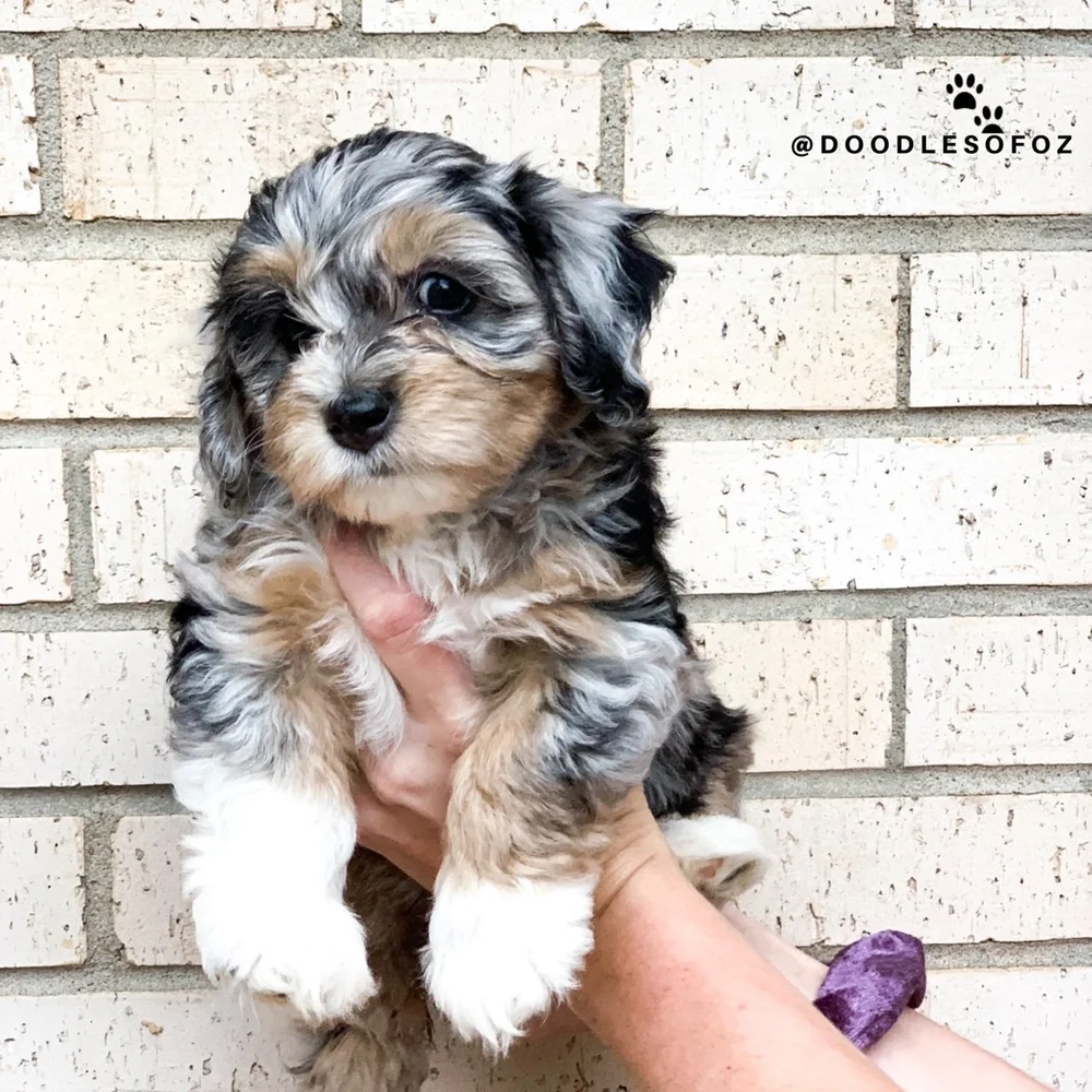 What is an Australian Bernedoodle? - DOODLES OF OZ