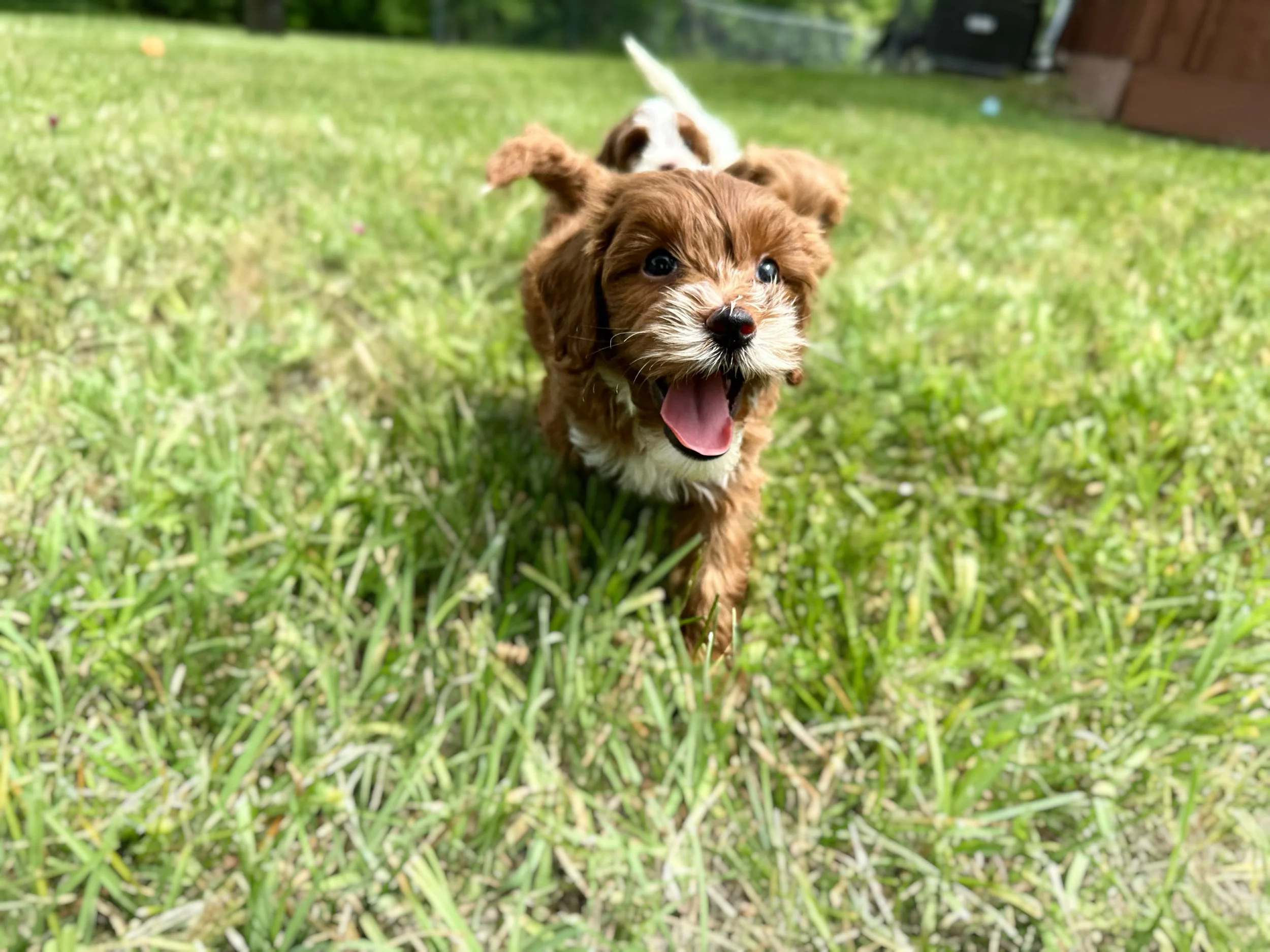 Cavapoos and Australian Cavoodles for Sale - DOODLES OF OZ