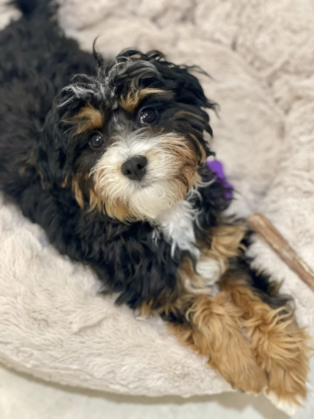 Cavapoo Breed Info - DOODLES OF OZ
