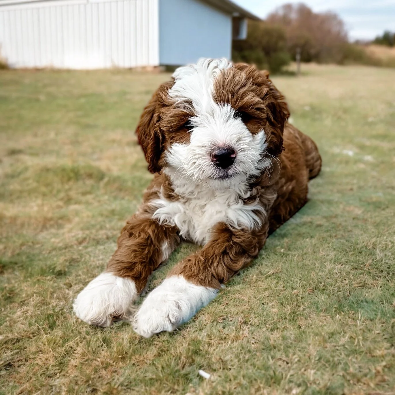 About Australian Bernedoodles - DOODLES OF OZ