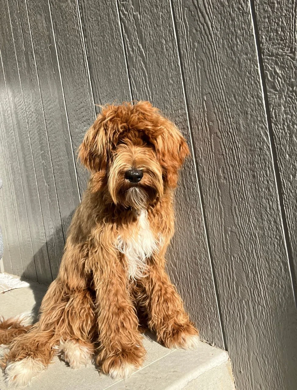 What is an Australian Bernedoodle? - DOODLES OF OZ