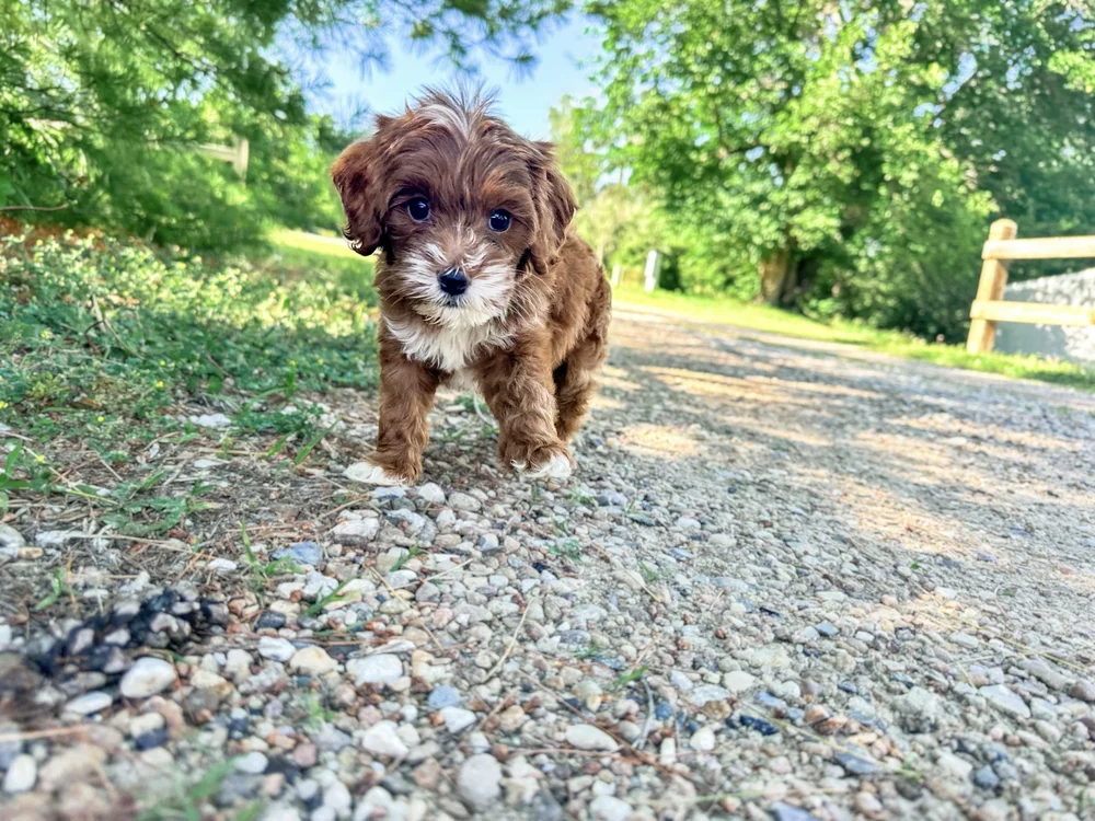 Cavapoos and Australian Cavoodles for Sale - DOODLES OF OZ