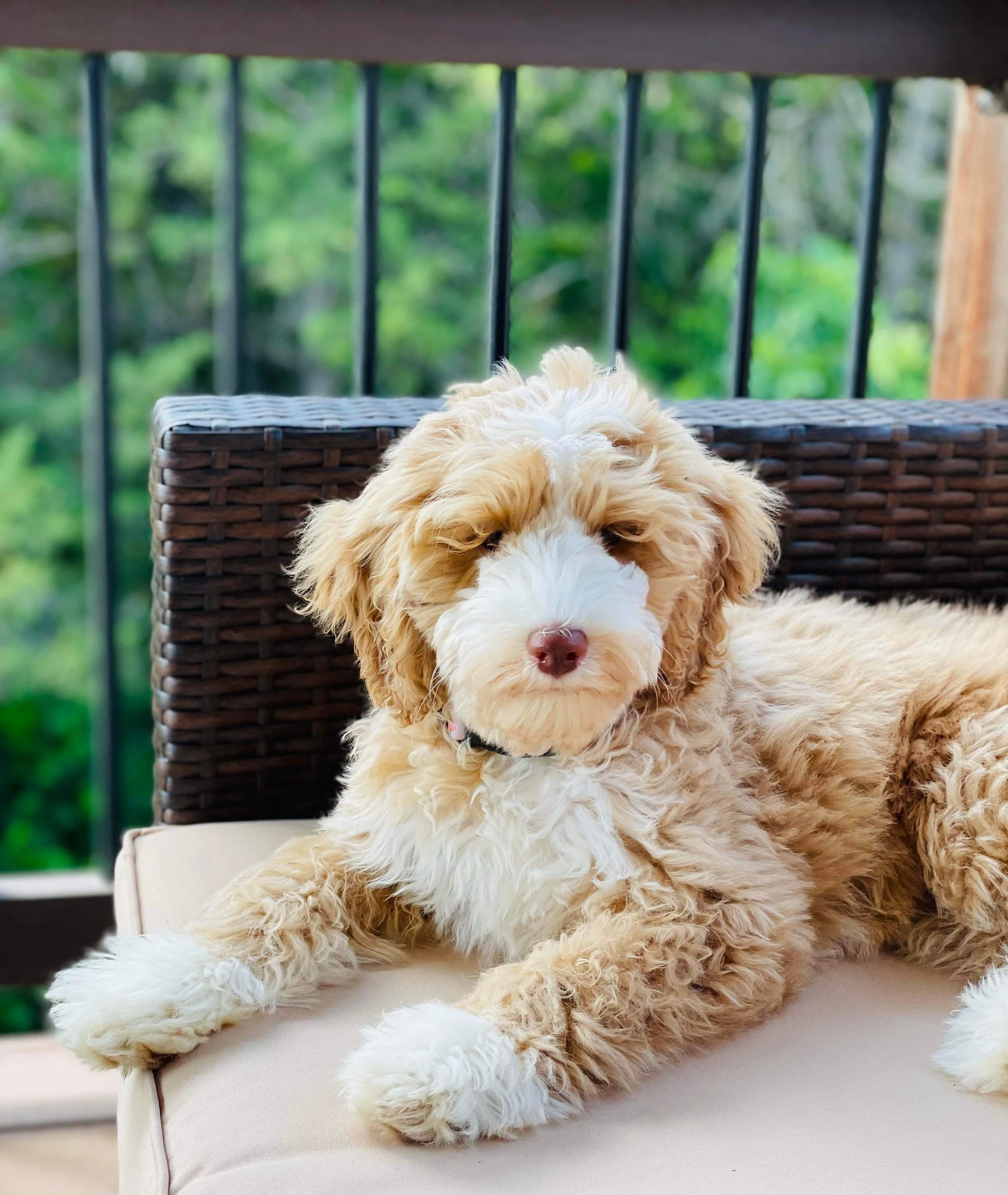 Doodles of Oz - Australian Labradoodles - Bernedoodles - Cavapoos