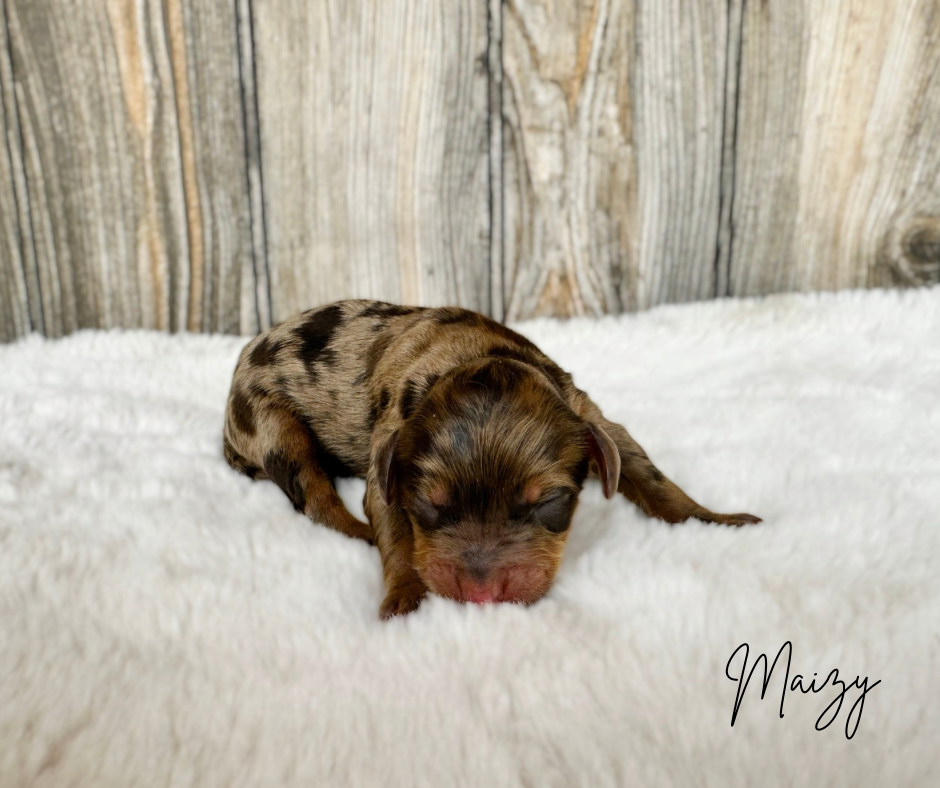 Cavapoos and Australian Cavoodles for Sale - DOODLES OF OZ