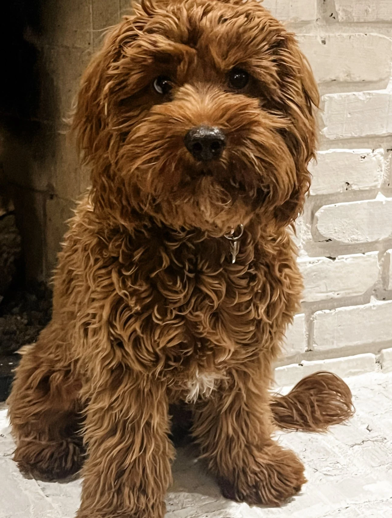 About Australian Cavoodles - DOODLES OF OZ