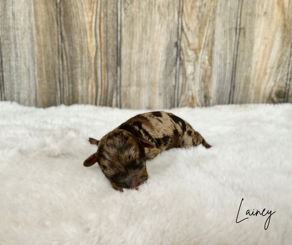 Cavapoos and Australian Cavoodles for Sale - DOODLES OF OZ