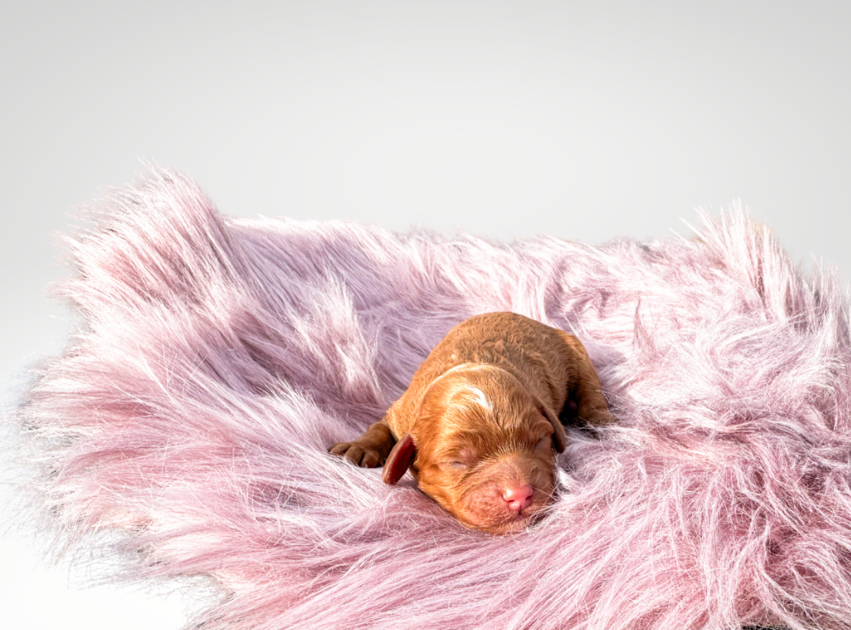 Cavapoos and Australian Cavoodles for Sale - DOODLES OF OZ