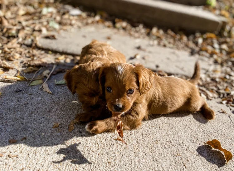 Cavapoo Breed Info - DOODLES OF OZ
