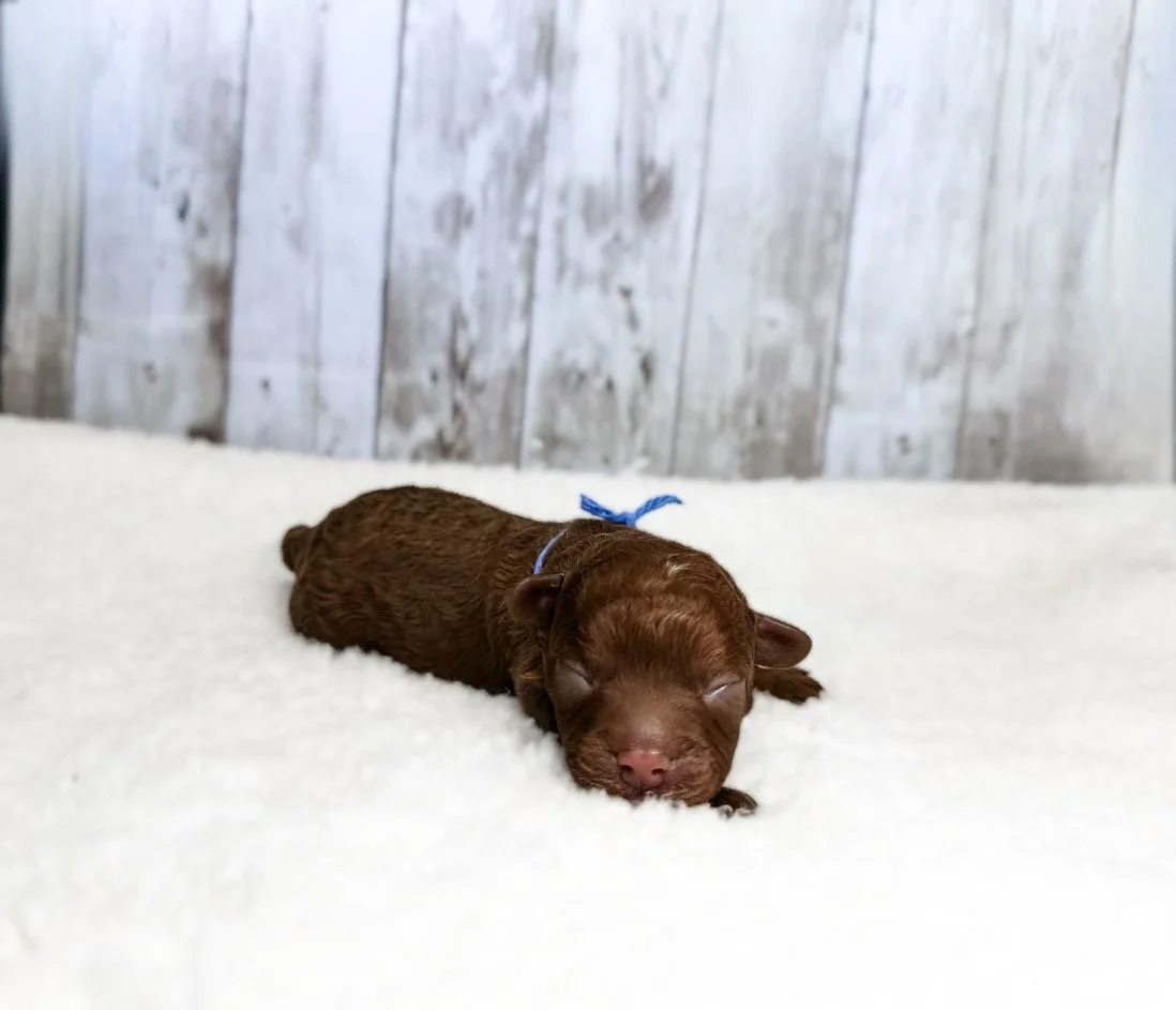 Cavapoos and Australian Cavoodles for Sale - DOODLES OF OZ