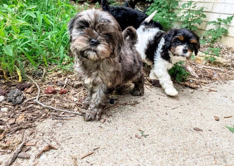 WHAT TO KNOW BEFORE GETTING AN AUSTRALIAN CAVOODLE — DOODLES OF OZ