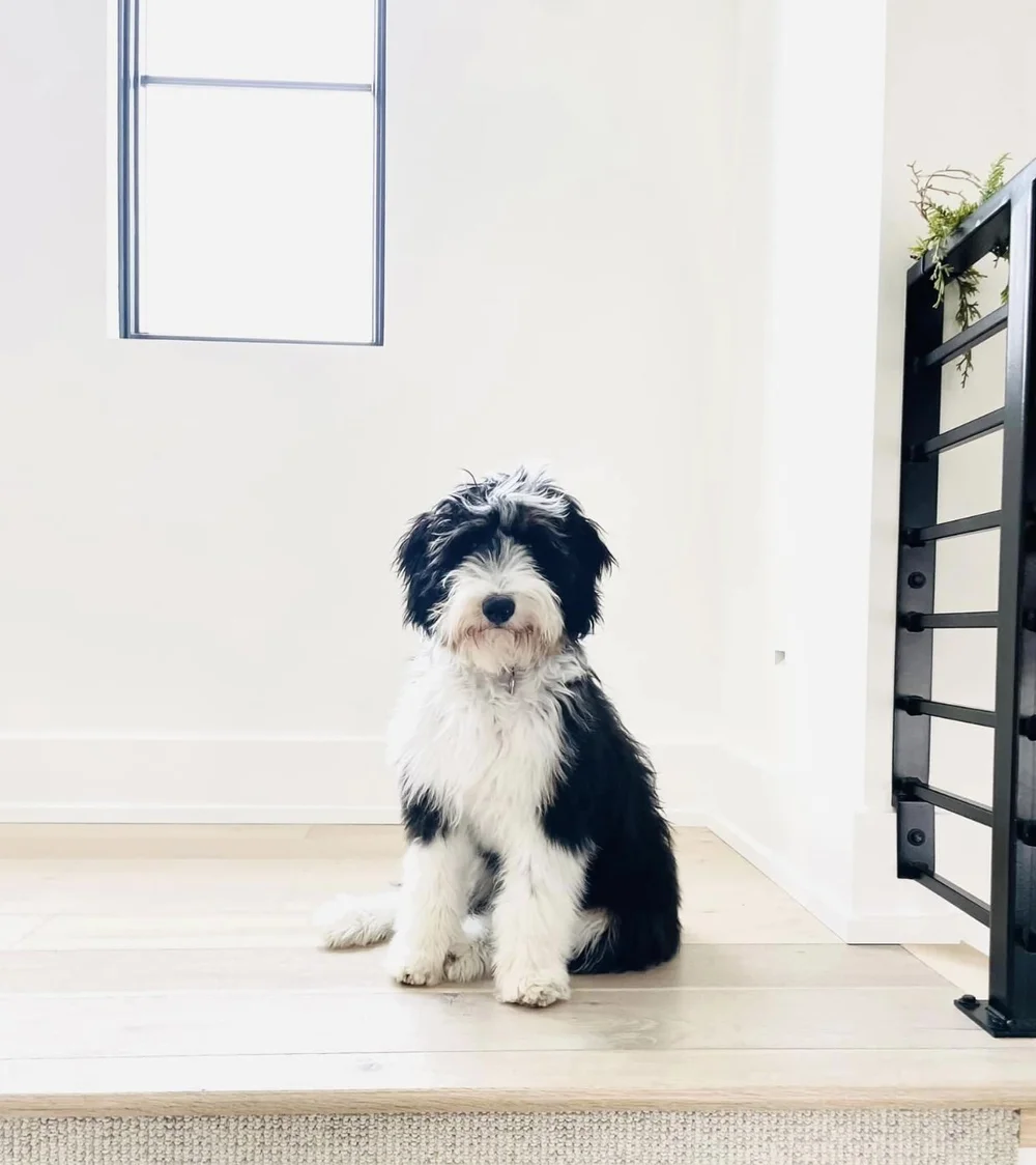 What Is A Bernedoodle? - DOODLES OF OZ